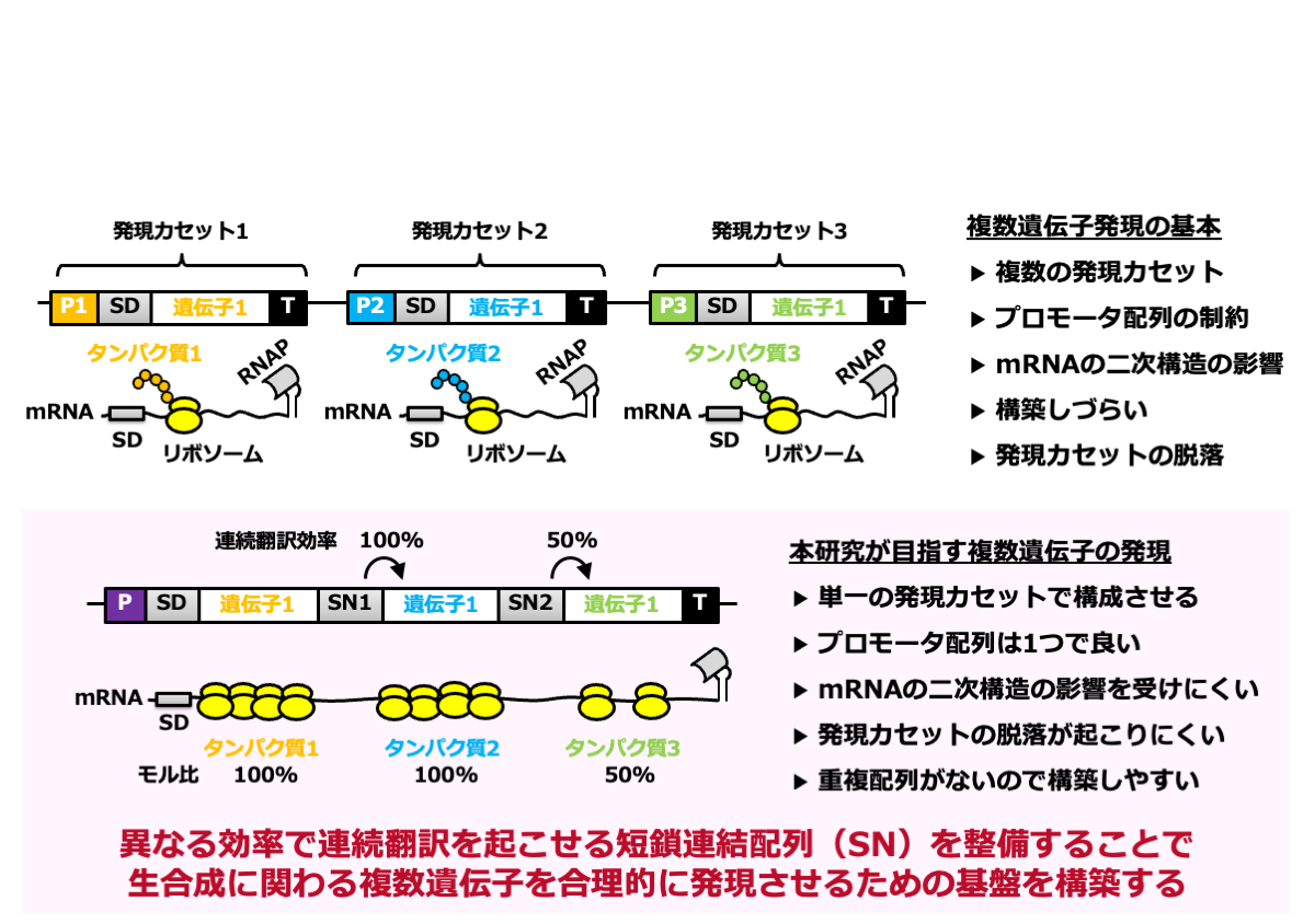 ポリシストロニック遺伝子群の合理的構築を志向した短鎖連結配列の解析 - 生体反応の集積・予知・創出を基盤としたシステム生物合成科学（予知生合成科学）